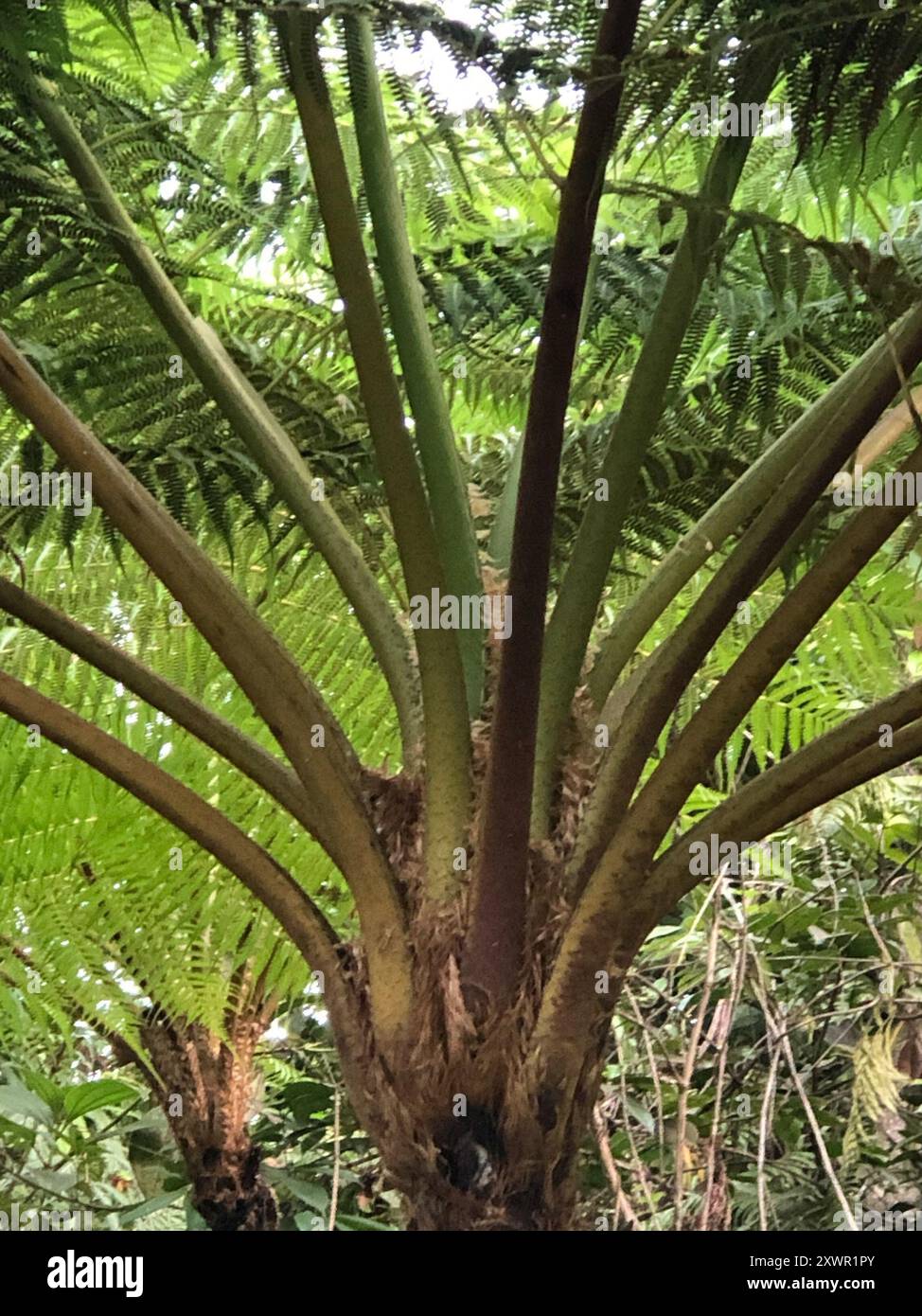 West Indian Treefern (Cyathea arborea) Plantae Stock Photo - Alamy