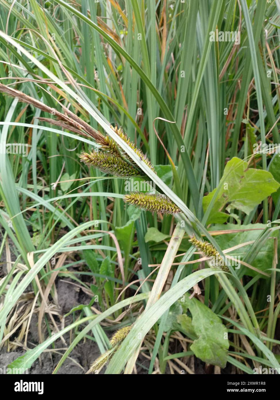 grasses, sedges, cattails, and allies (Poales) Plantae Stock Photo - Alamy