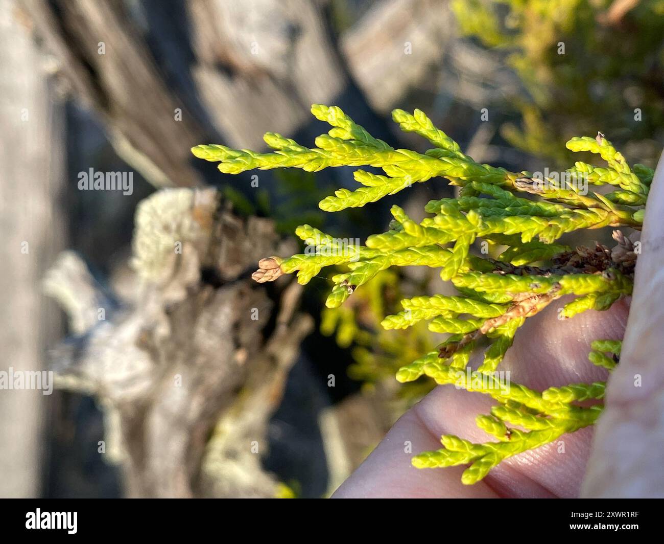 Ashe juniper (Juniperus ashei) Plantae Stock Photo - Alamy