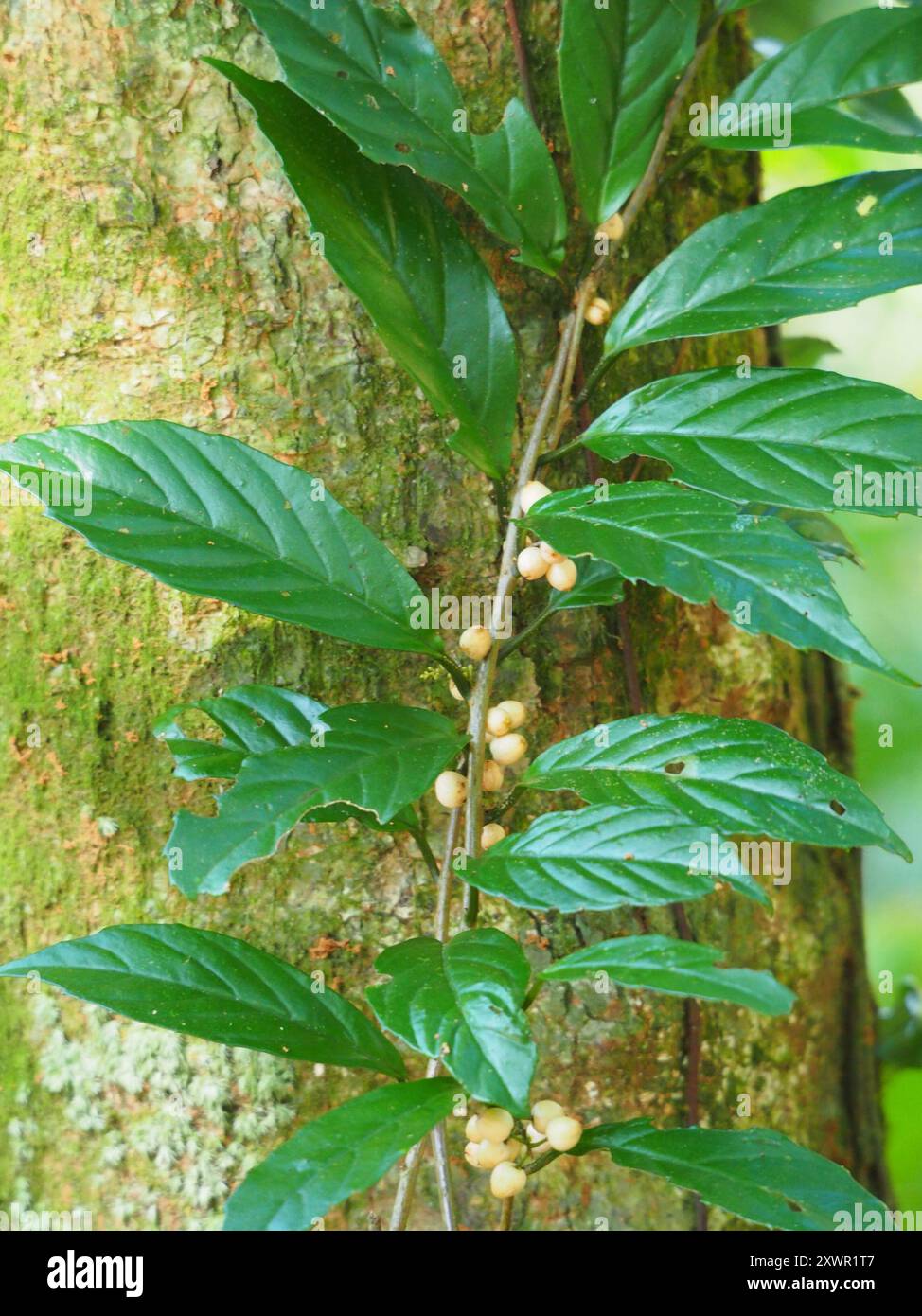 Japanese Maesa (Maesa japonica) Plantae Stock Photo - Alamy