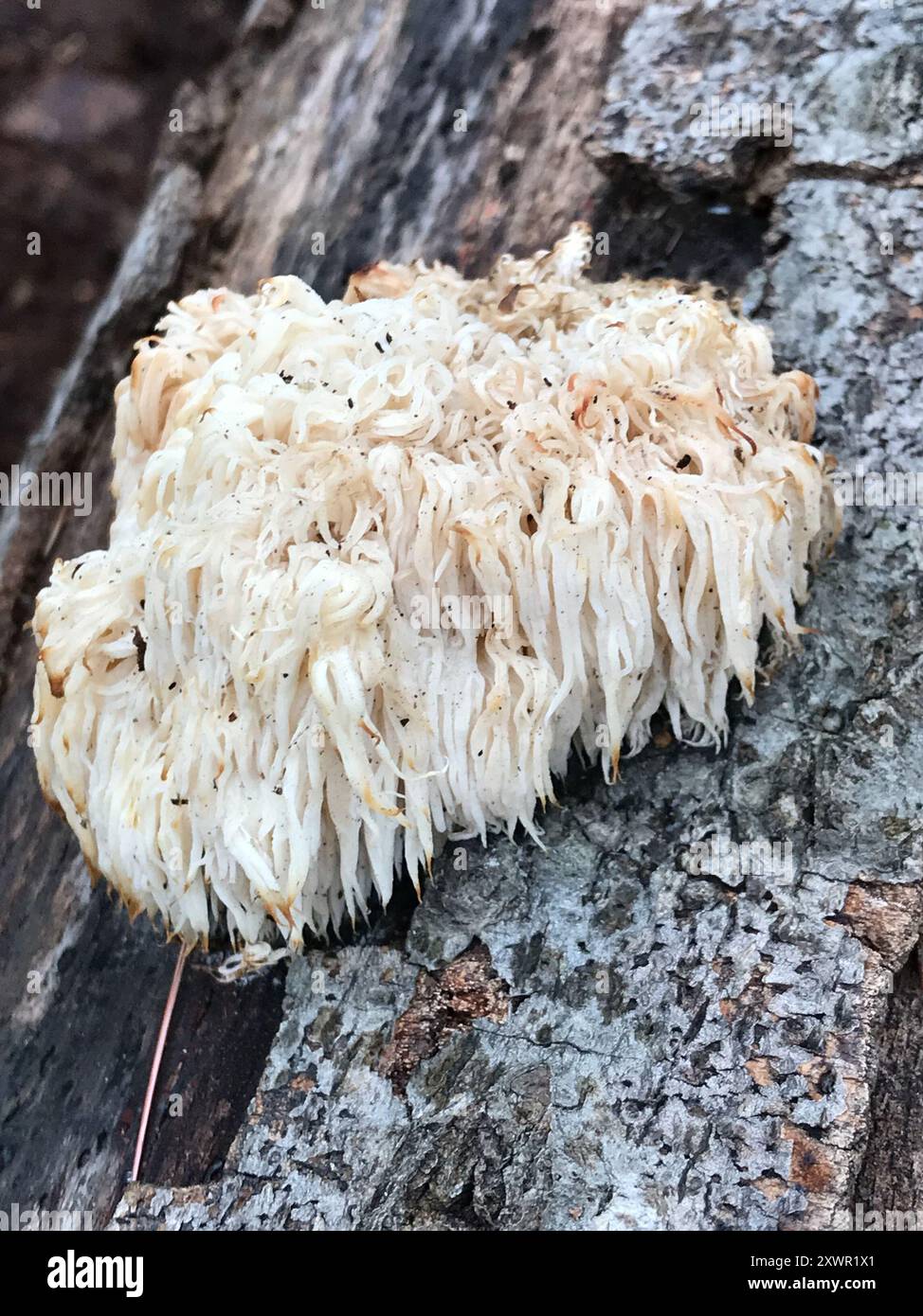 Bear's Head Tooth (Hericium americanum) Fungi Stock Photo - Alamy