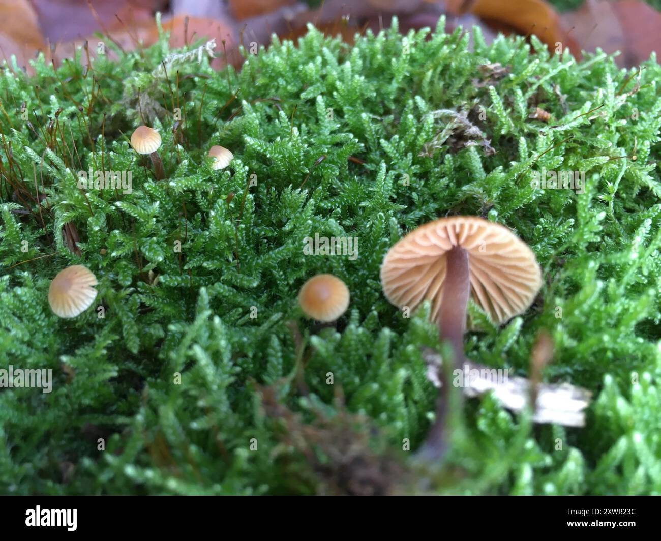 common bonnet (Mycena galericulata) Fungi Stock Photo - Alamy