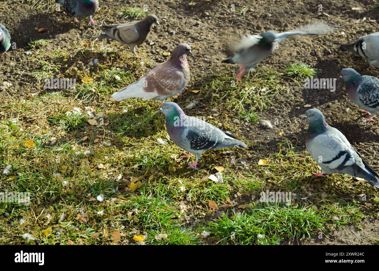 Doves stand hi-res stock photography and images - Alamy