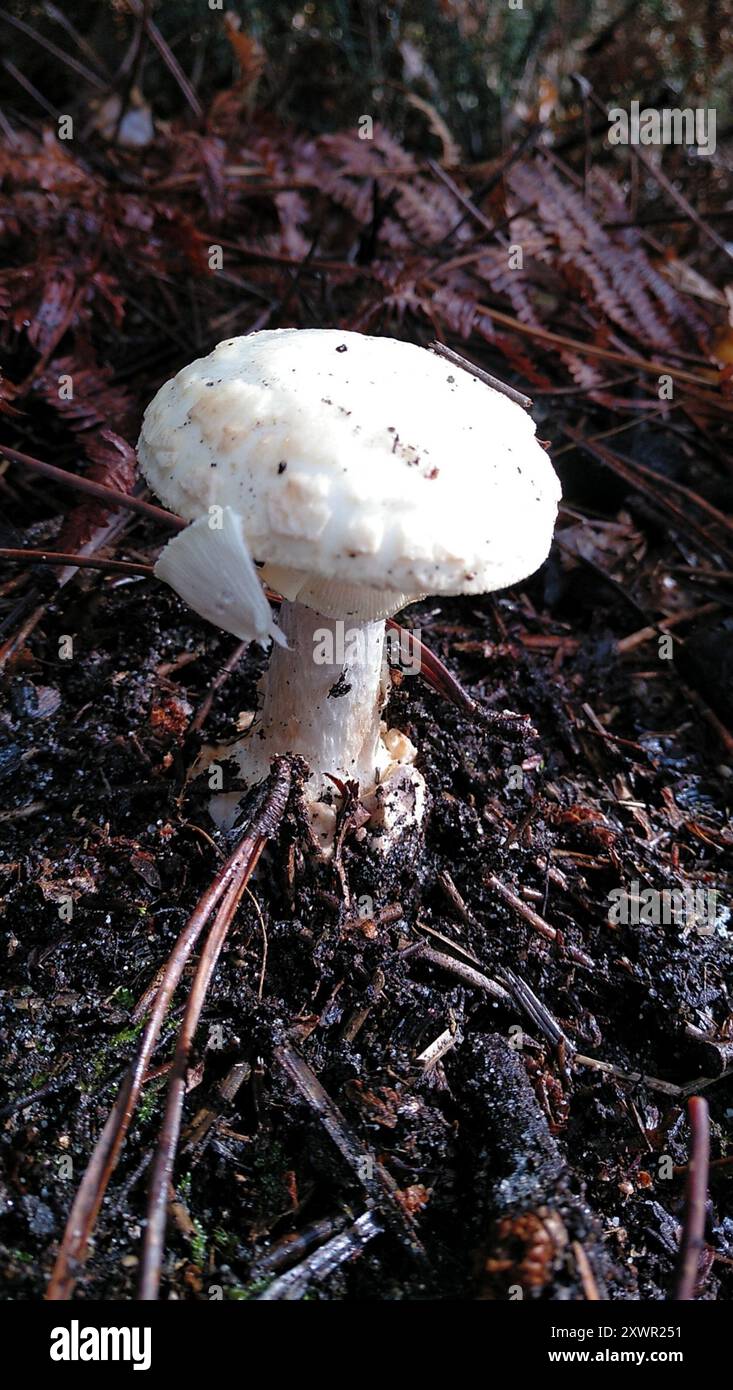 False Death-cap (Amanita citrina) Fungi Stock Photo - Alamy