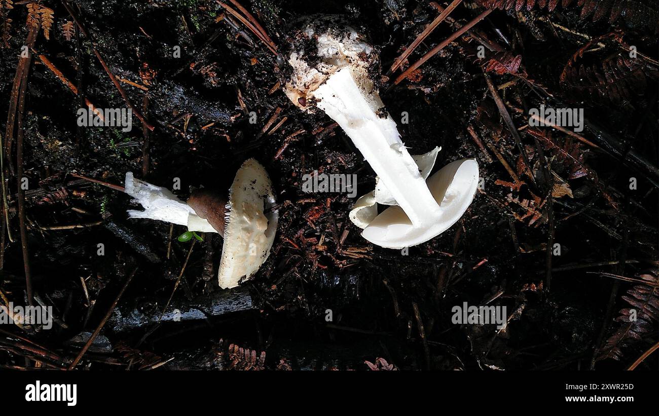 False Death-cap (Amanita citrina) Fungi Stock Photo - Alamy