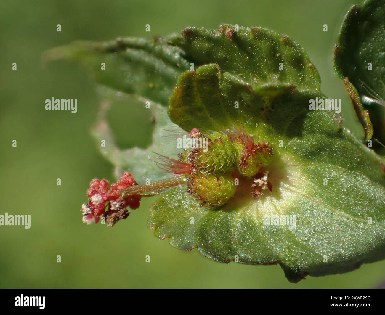 Asian Copperleaf (Acalypha australis) Plantae Stock Photo - Alamy
