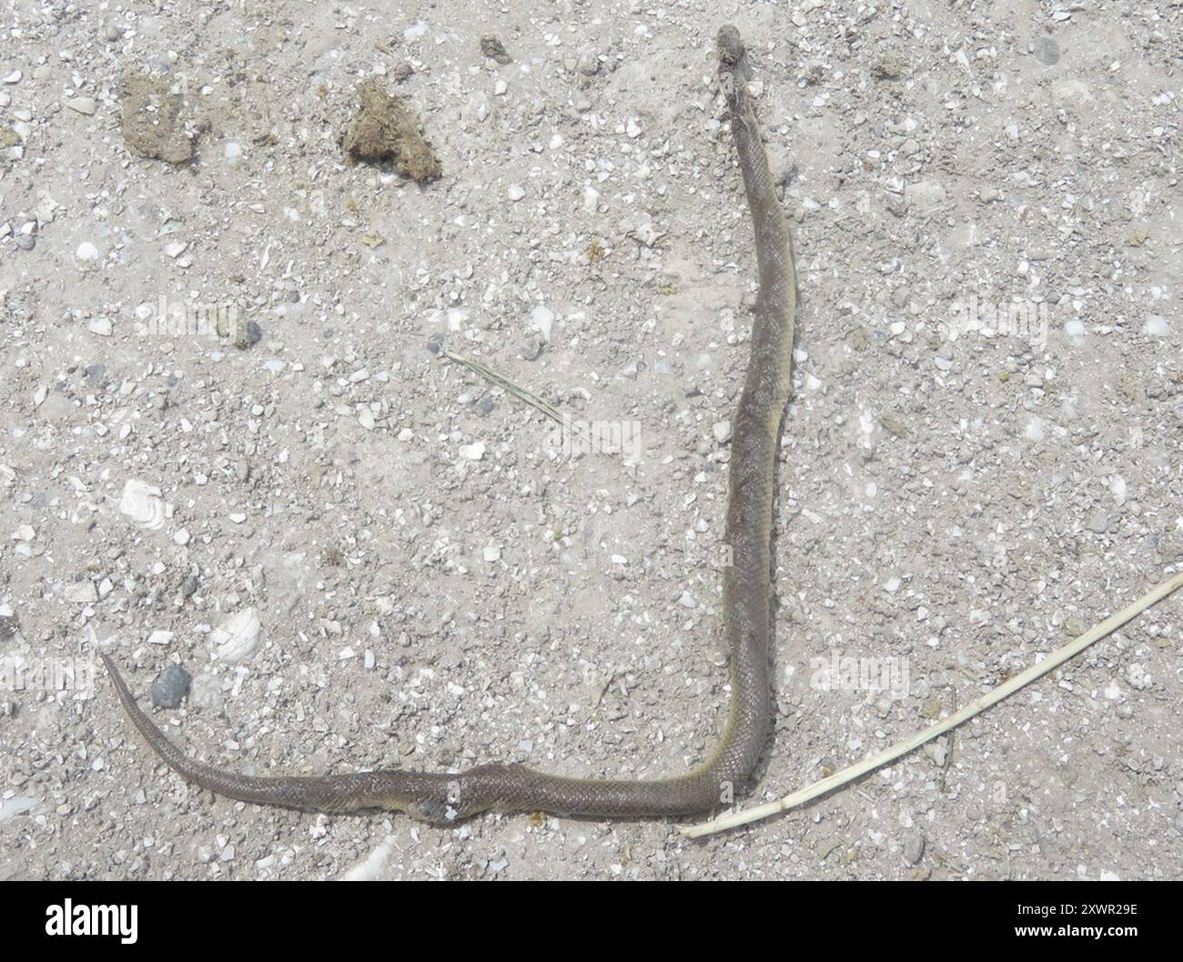 Paraphimophis rusticus hi-res stock photography and images - Alamy