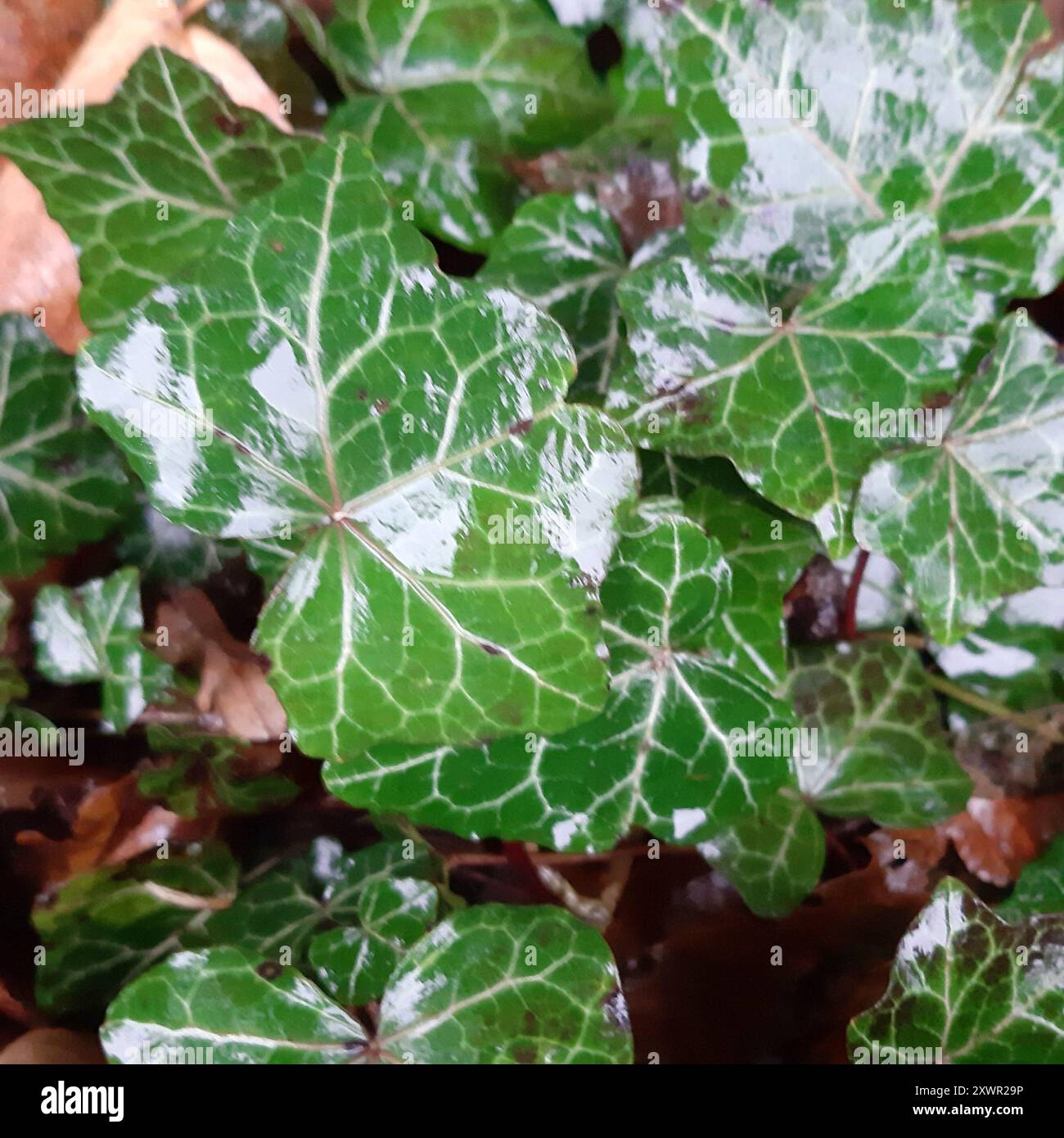common ivy (Hedera helix) Plantae Stock Photo - Alamy