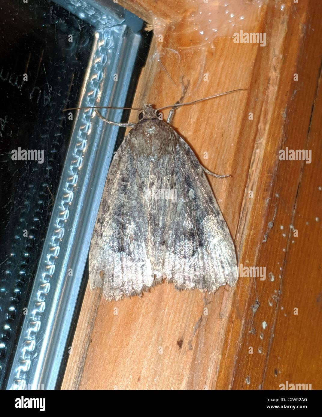 Amphipyra pyramidoides hi-res stock photography and images - Alamy