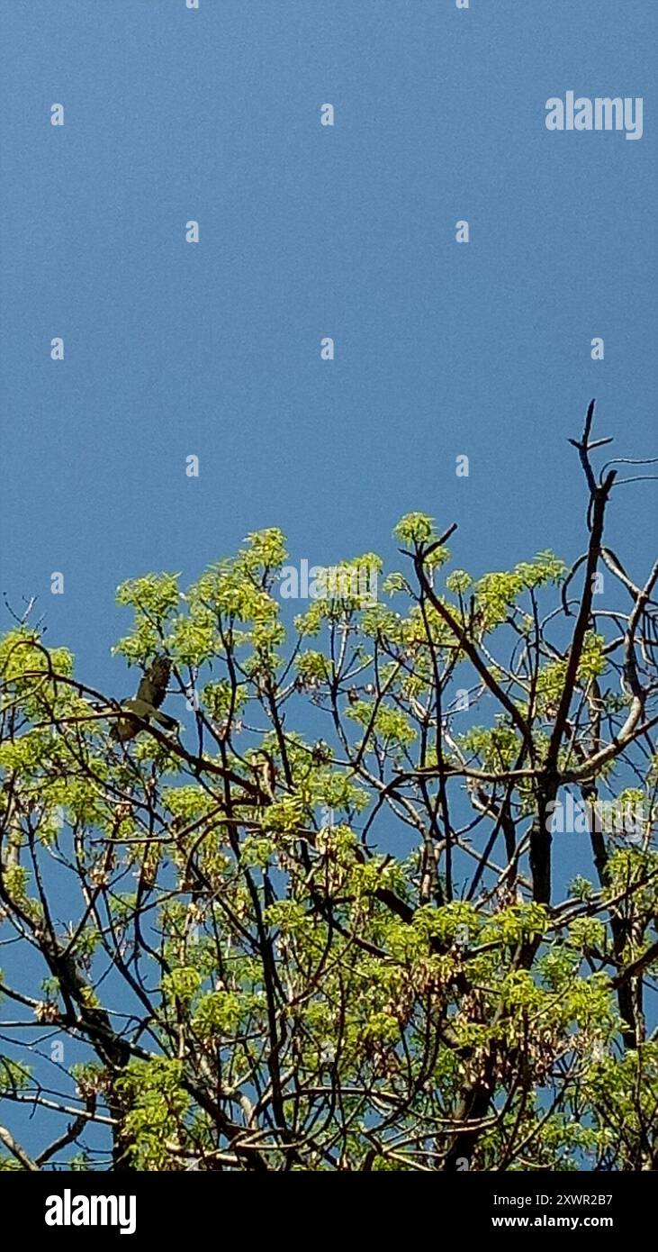 White-winged Triller (Lalage tricolor) Aves Stock Photo - Alamy