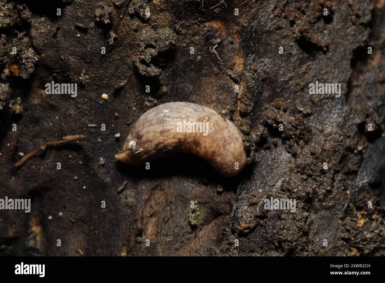 Milky Slug (Deroceras reticulatum) Mollusca Stock Photo - Alamy