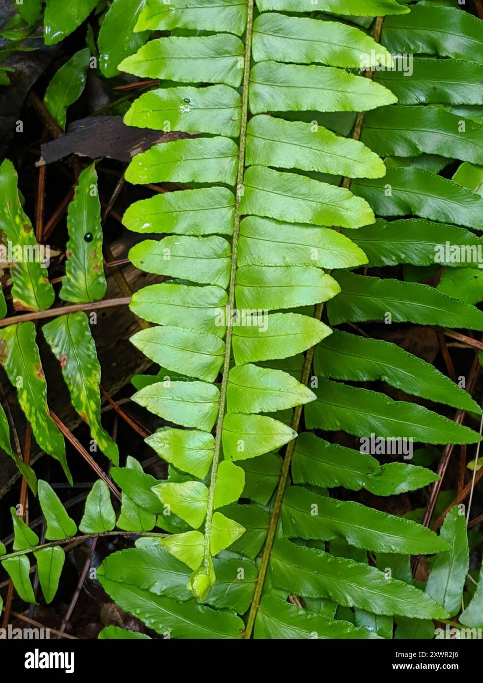 southern sword fern (Nephrolepis exaltata) Plantae Stock Photo - Alamy