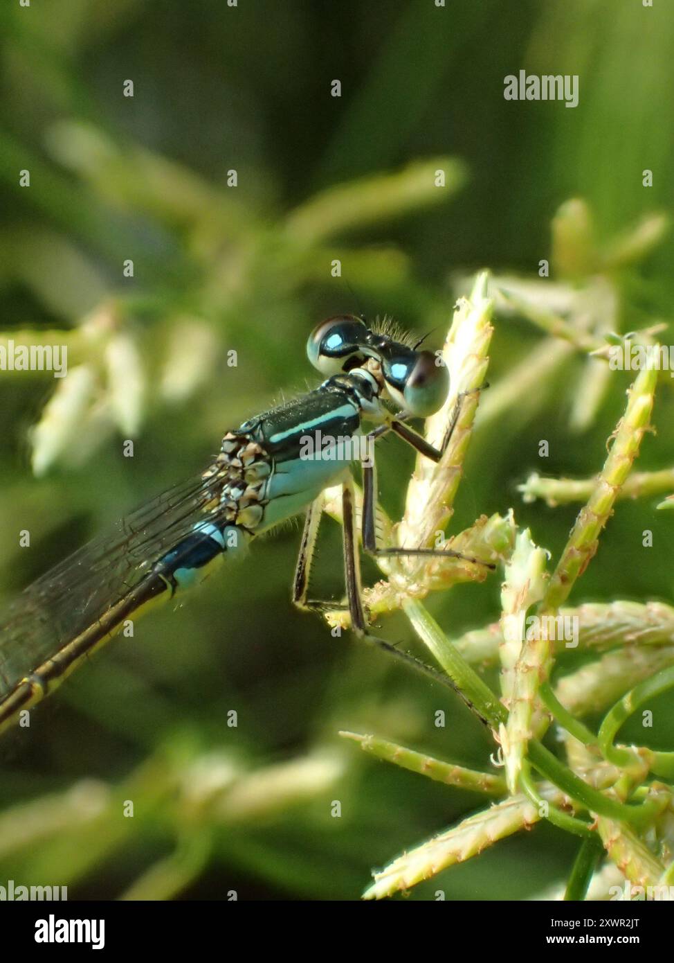 Common Bluetail (Ischnura senegalensis) Insecta Stock Photo - Alamy