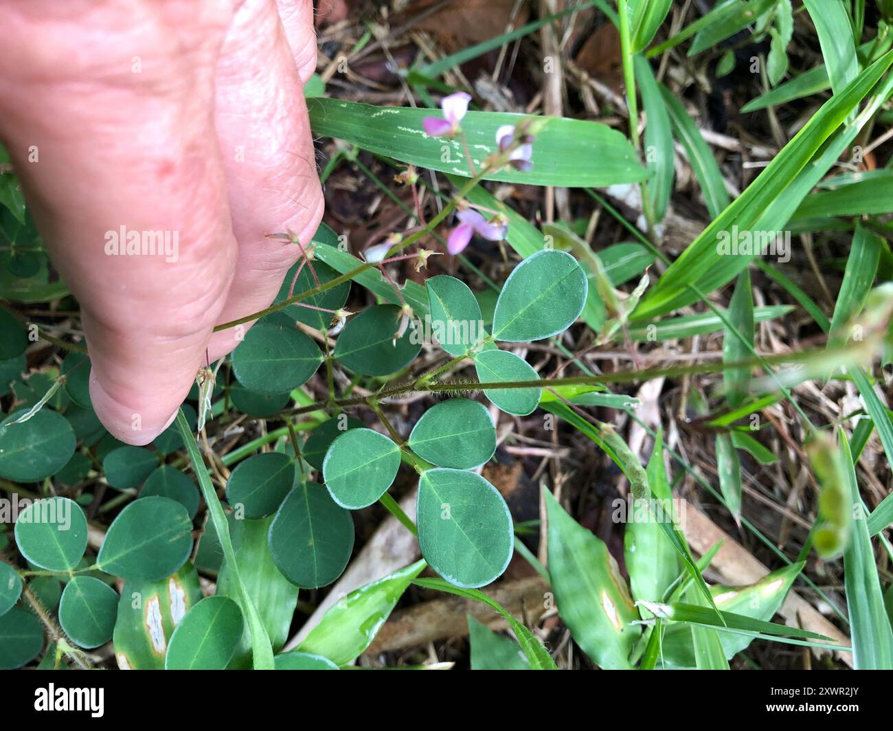 creeping beggarweed (Desmodium incanum) Plantae Stock Photo - Alamy