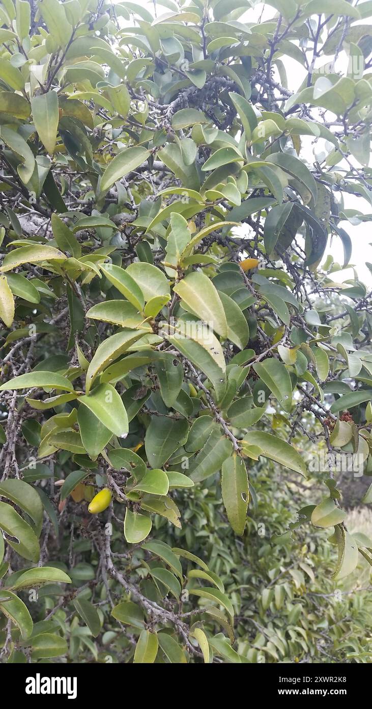 Lama (Diospyros sandwicensis) Plantae Stock Photo - Alamy