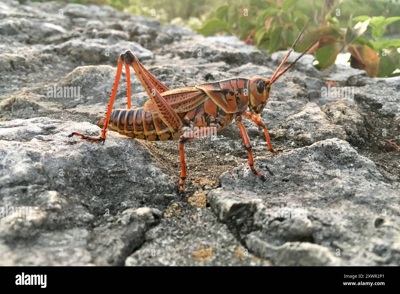 Eastern Lubber Grasshopper (Romalea microptera) Insecta Stock Photo - Alamy