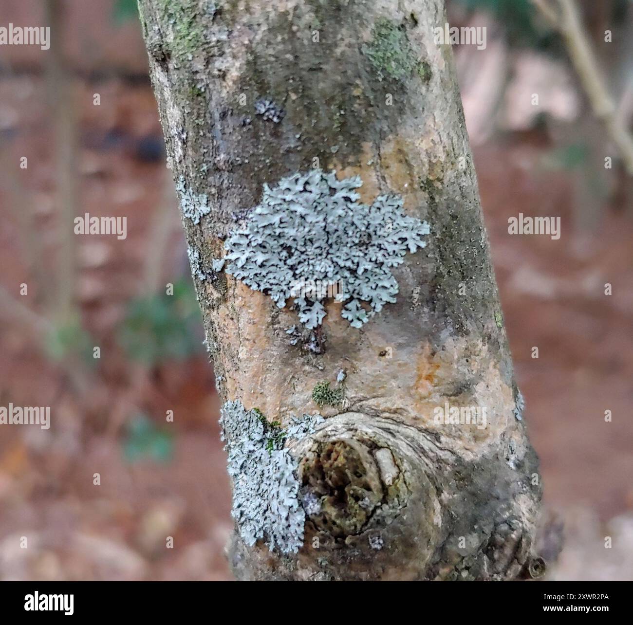 Powdery Axil-bristle Lichen (Myelochroa aurulenta) Fungi Stock Photo ...