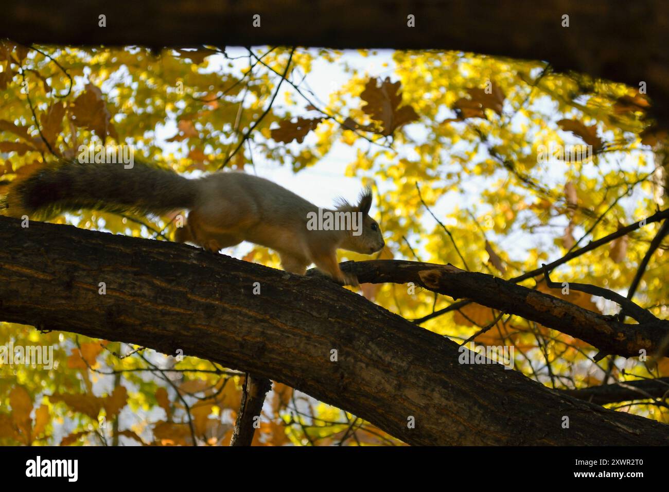 A squirrel walks along a tree branch among autumn foliage Stock Photo ...