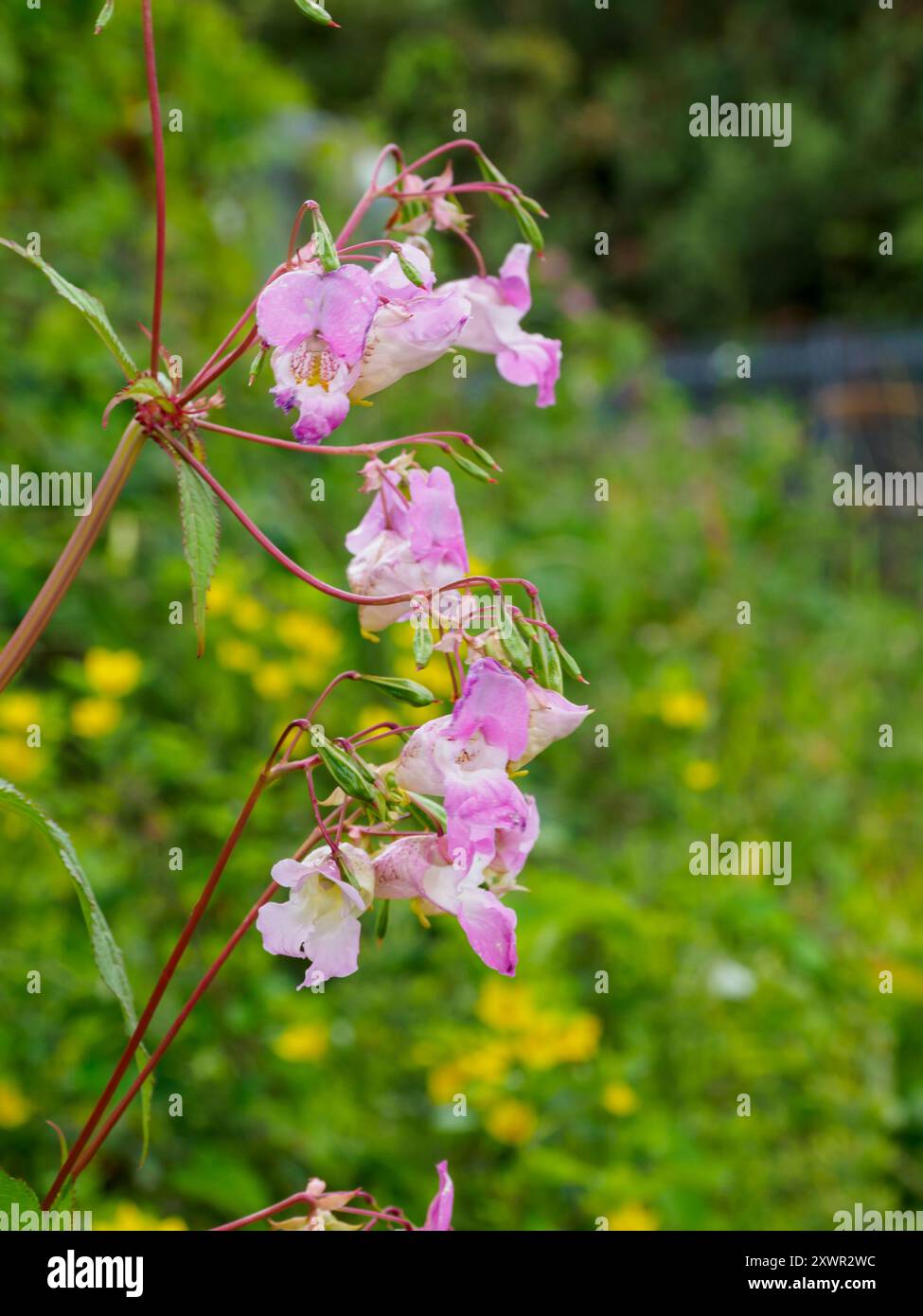 Beautiful pink wildflowers Himalayan balsam in bloom with a lush green ...