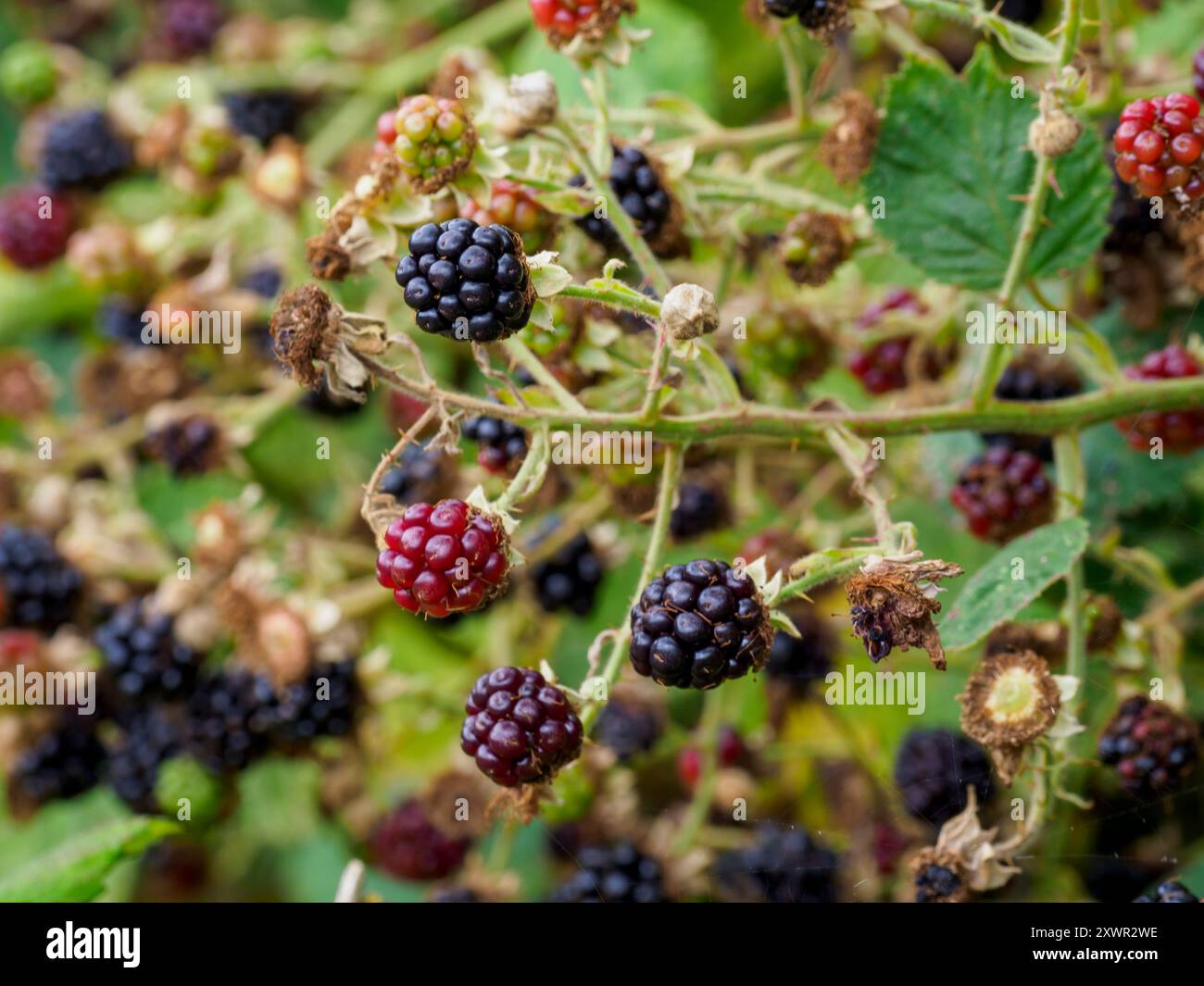 Stages of fruit development hi-res stock photography and images - Alamy