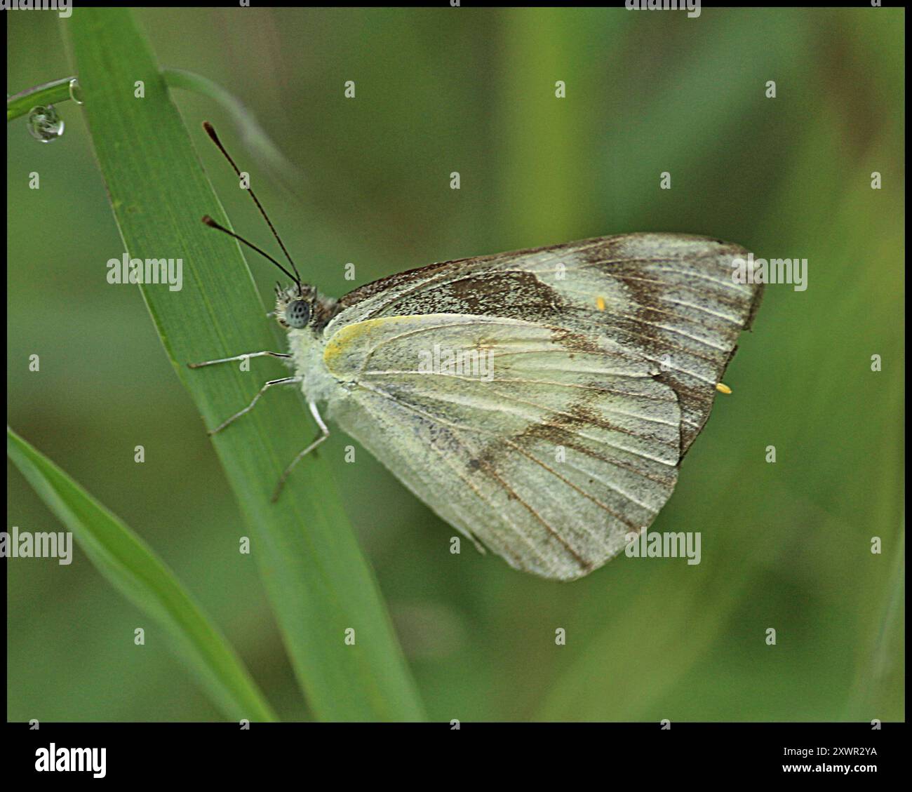 The striped albatross hi-res stock photography and images - Alamy