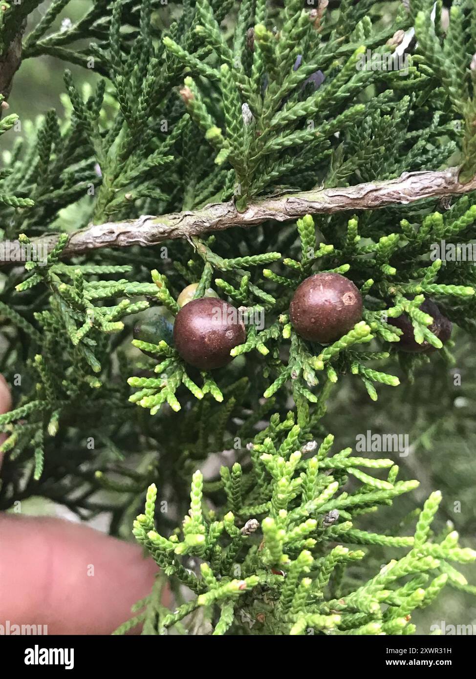 Ashe juniper (Juniperus ashei) Plantae Stock Photo - Alamy