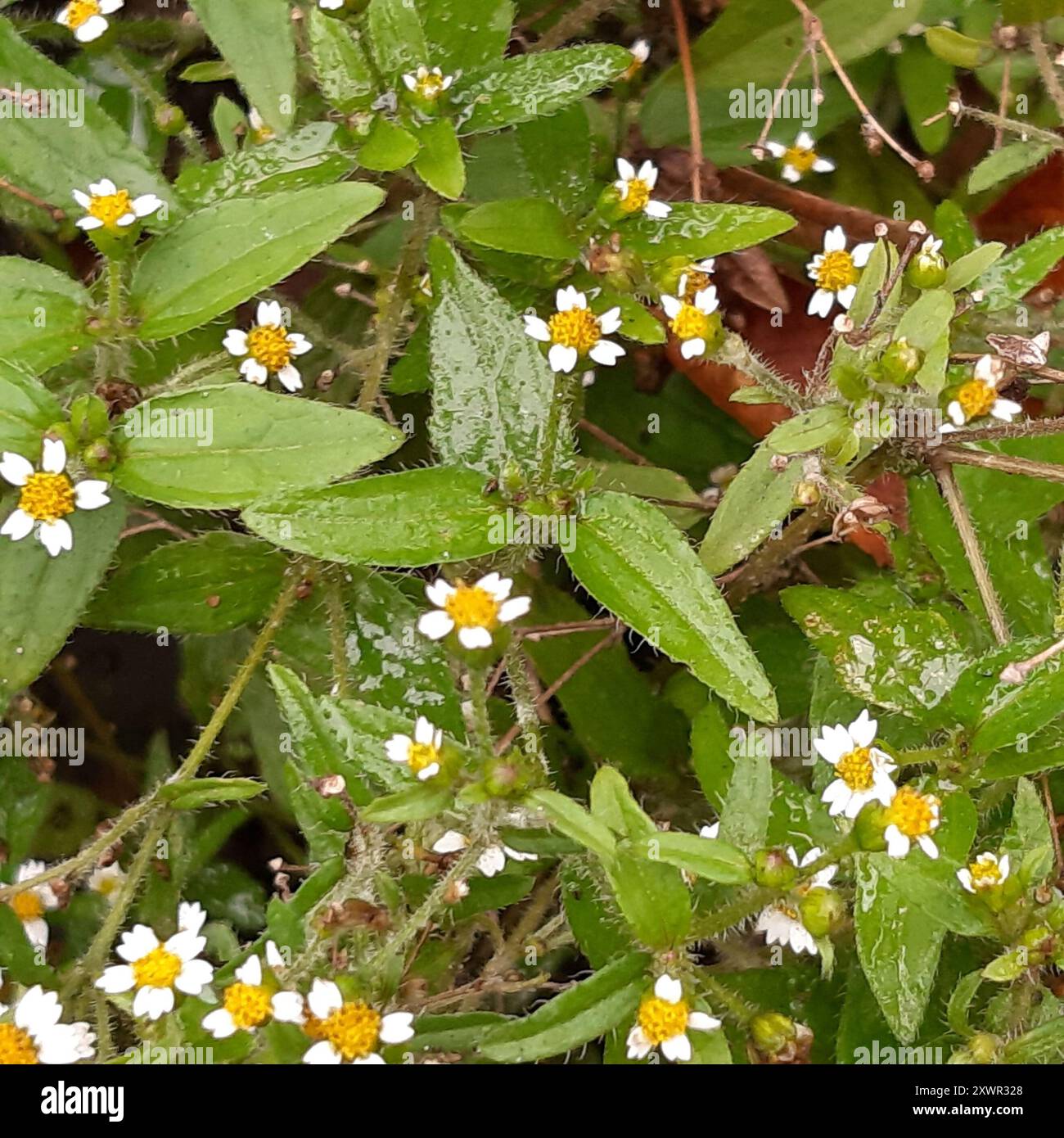 shaggy soldier (Galinsoga quadriradiata) Plantae Stock Photo - Alamy