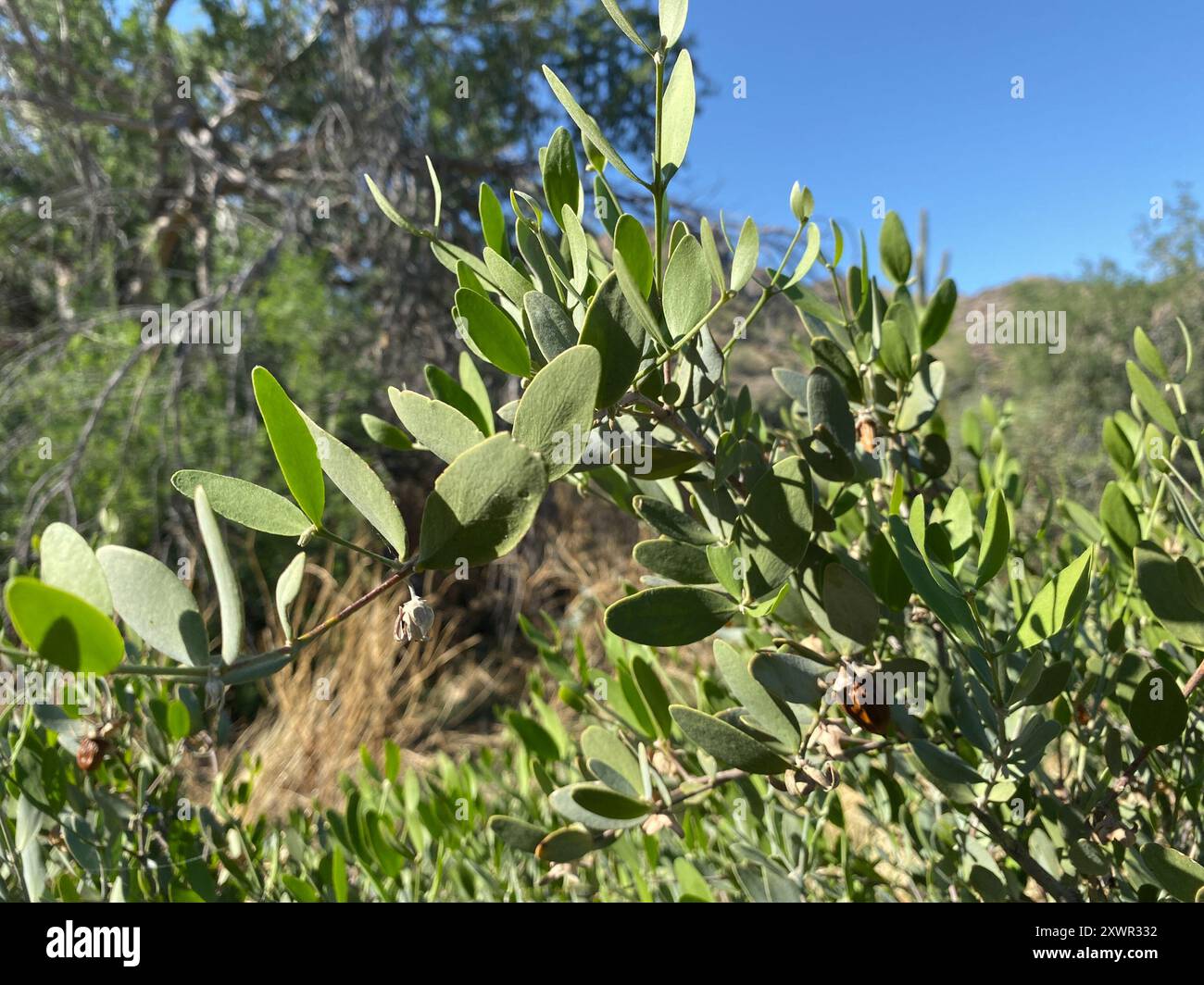 jojoba (Simmondsia chinensis) Plantae Stock Photo - Alamy