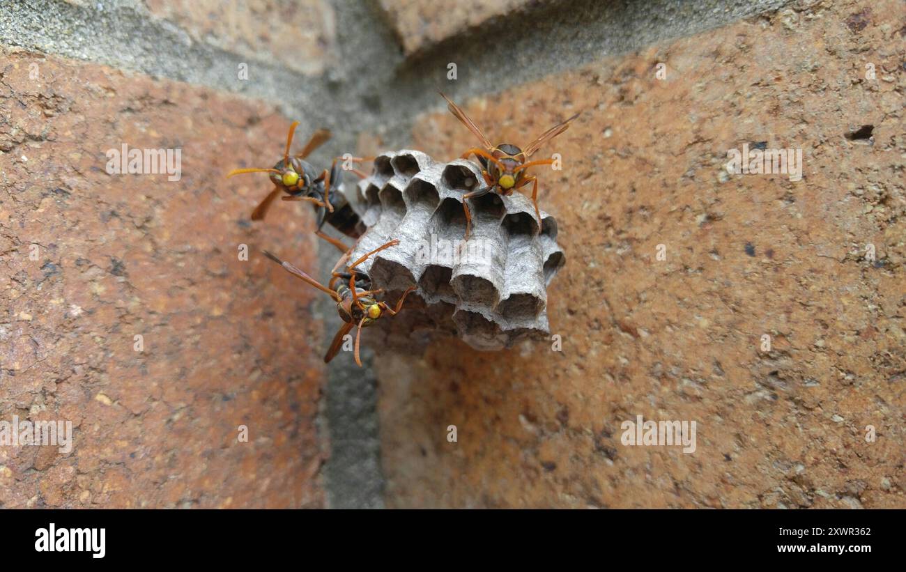 Australian Paper Wasp (Polistes humilis) Insecta Stock Photo - Alamy