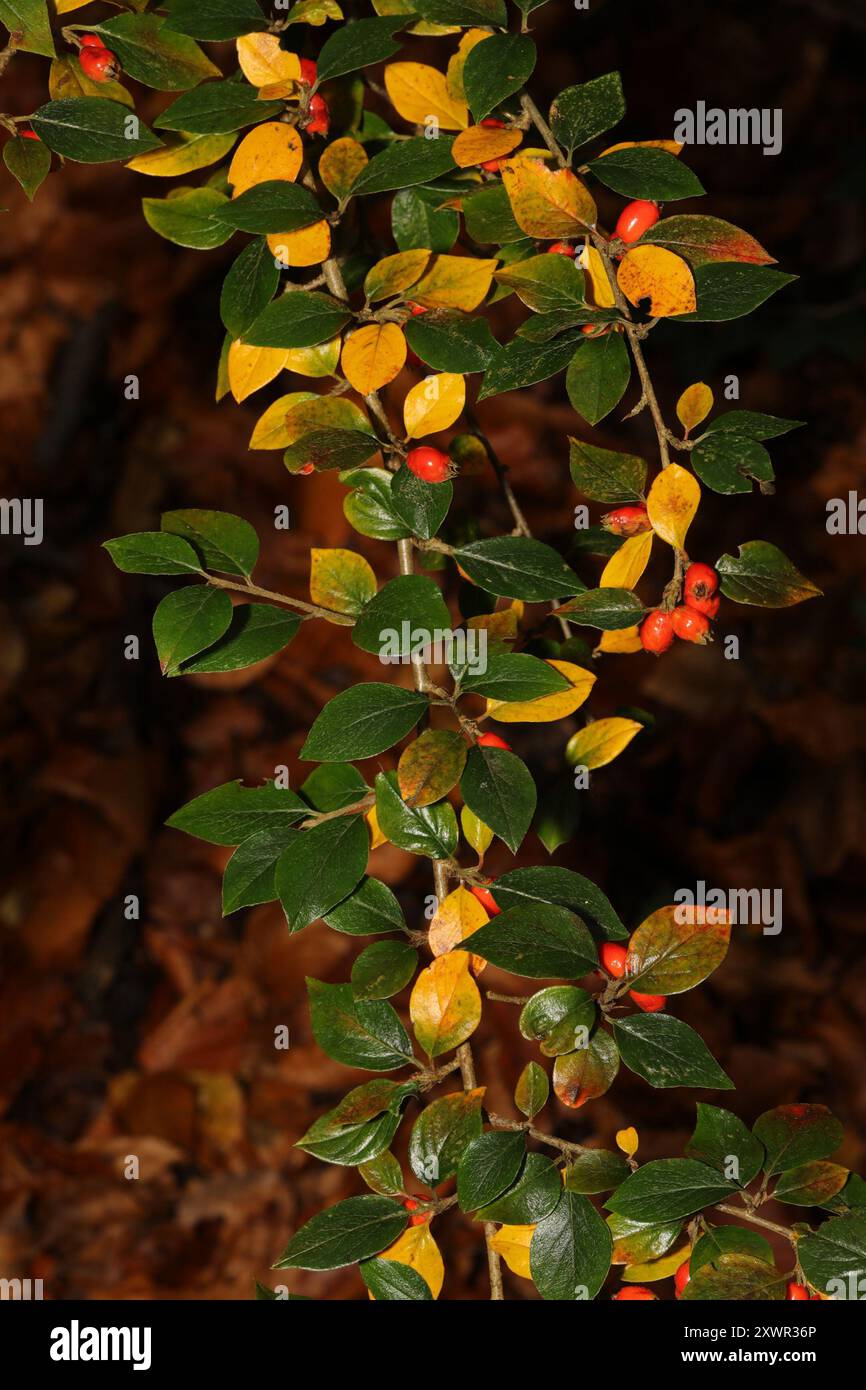 Himalayan cotoneaster simonsii hi-res stock photography and images - Alamy