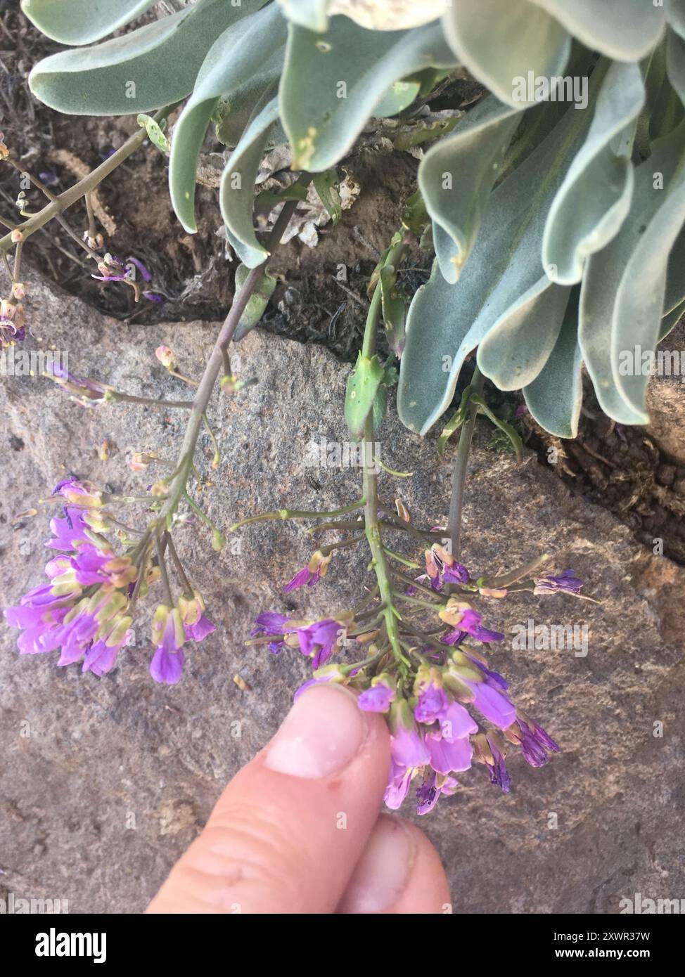 daggerpod (Phoenicaulis cheiranthoides) Plantae Stock Photo - Alamy
