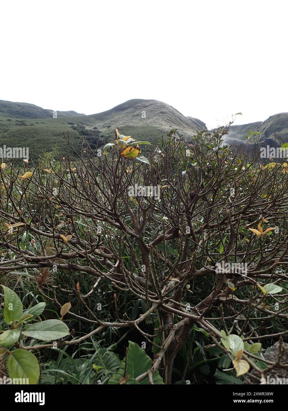 Fairy Fig (Ficus erecta) Plantae Stock Photo - Alamy