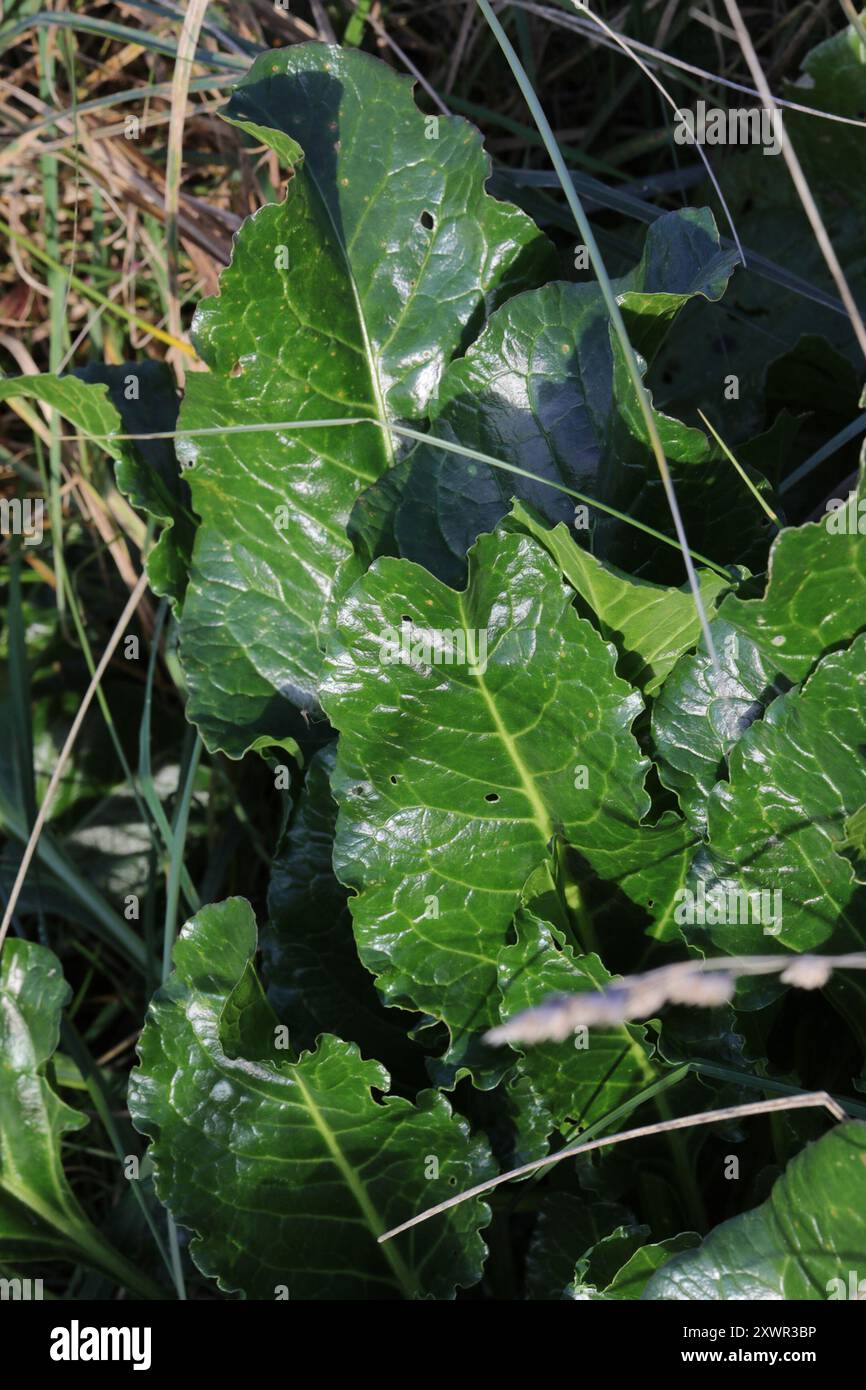 sea beet (Beta vulgaris maritima) Plantae Stock Photo - Alamy