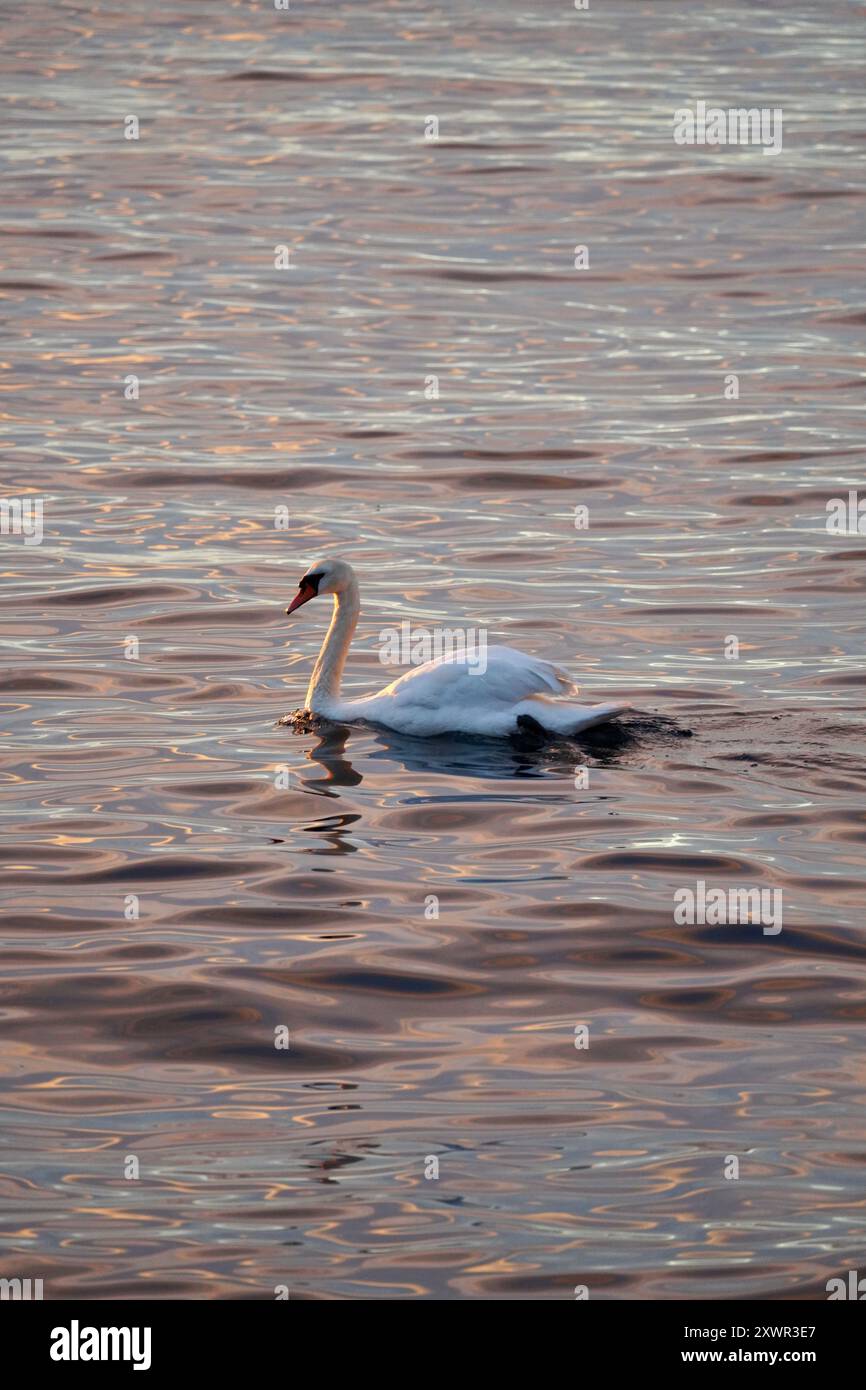 A serene mute swan enjoys an evening swim outside Vevang, Norway Stock ...