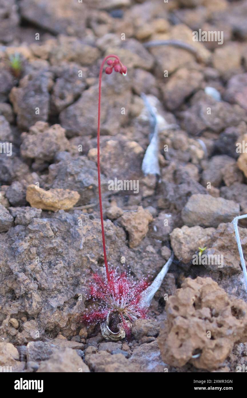 Drosera neocaledonica hi-res stock photography and images - Alamy