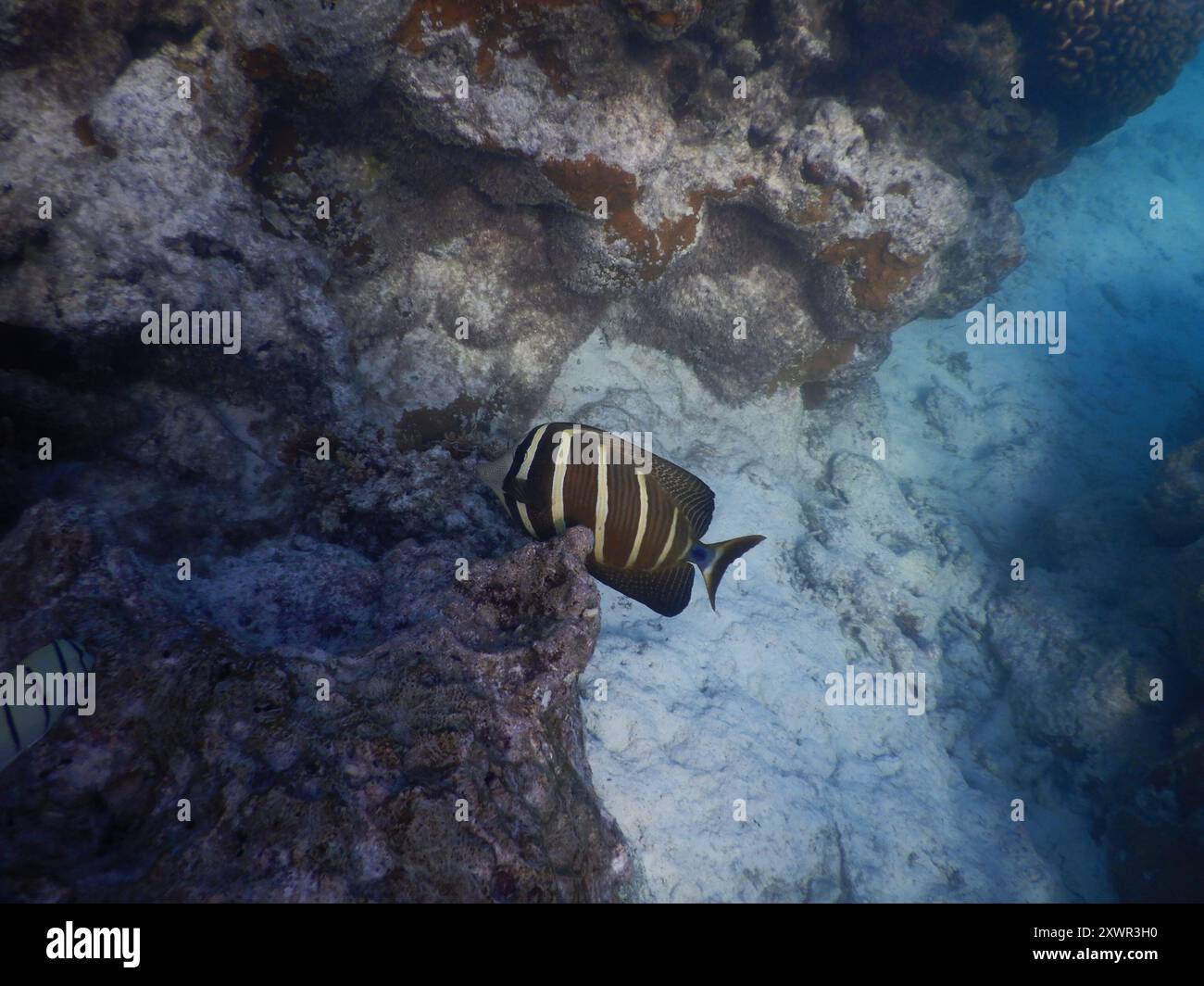 Pacific Sailfin Tang (Zebrasoma velifer) Actinopterygii Stock Photo - Alamy