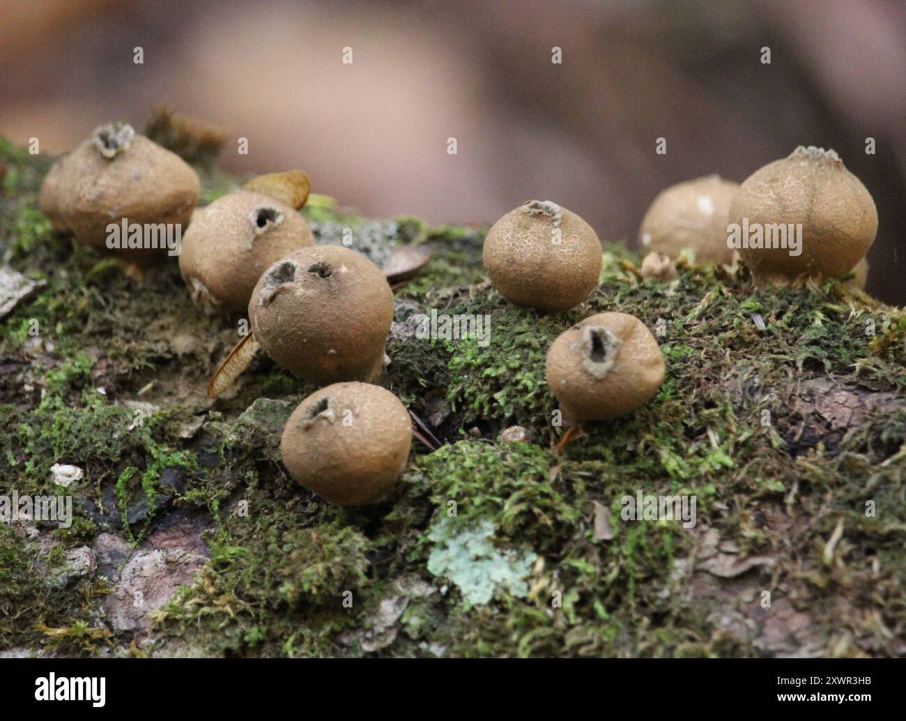 Pear-shaped Puffball (Apioperdon pyriforme) Fungi Stock Photo - Alamy