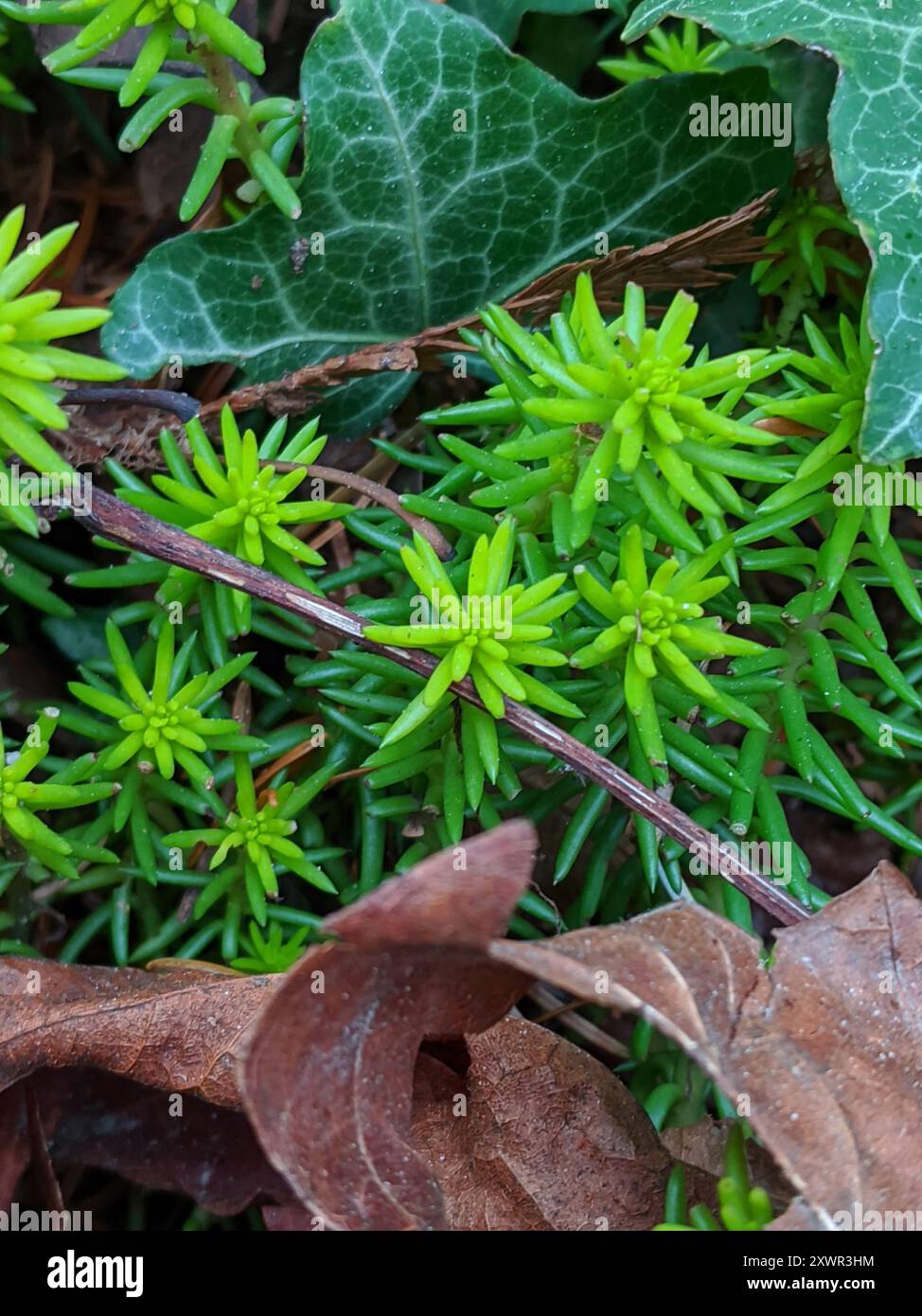 stonecrop family (Crassulaceae) Plantae Stock Photo - Alamy