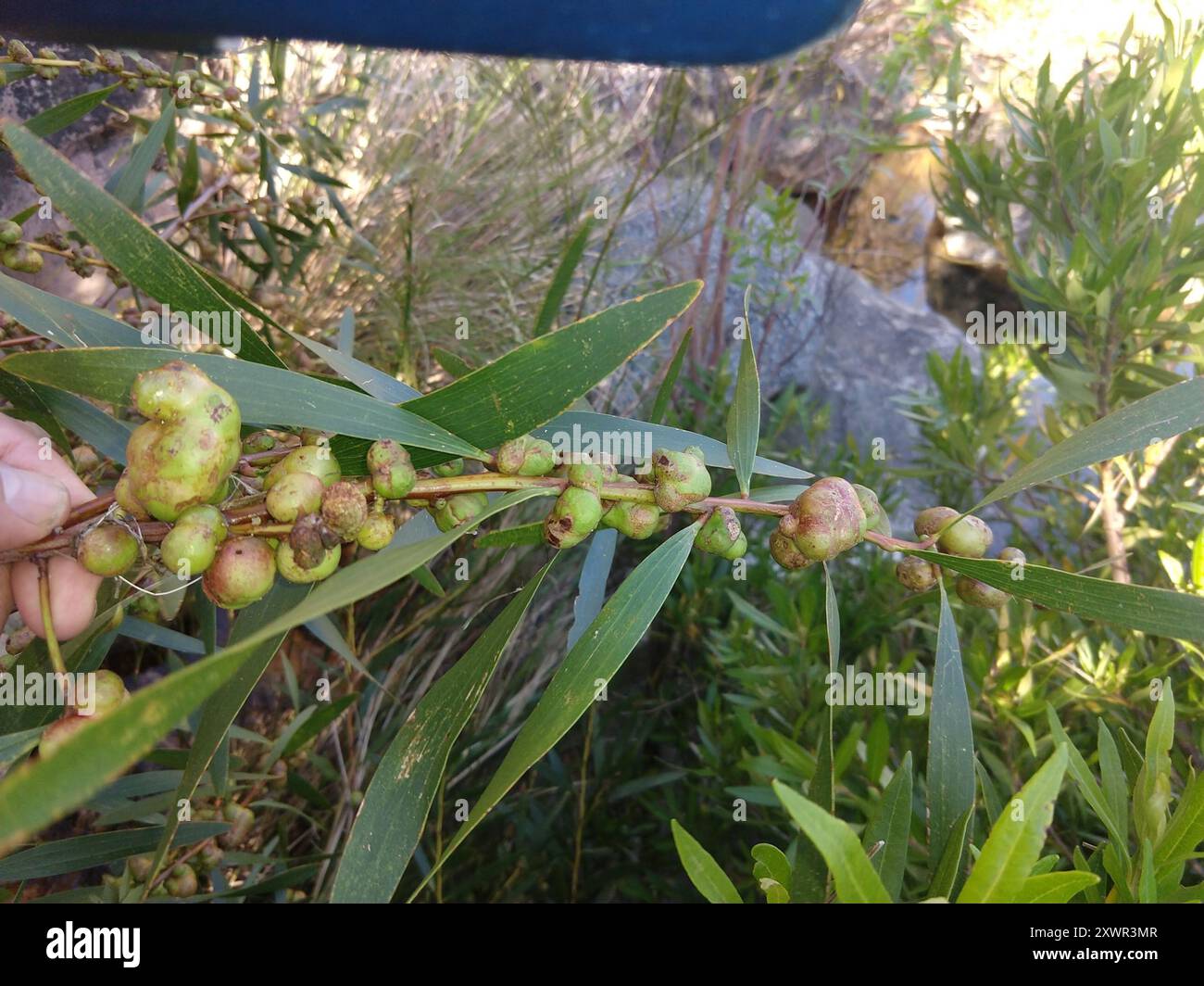 Trichilogaster acaciaelongifoliae hi-res stock photography and images ...