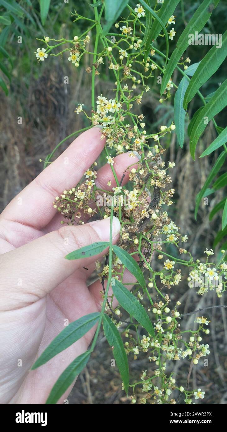 Peruvian Pepper Tree (Schinus molle) Plantae Stock Photo - Alamy