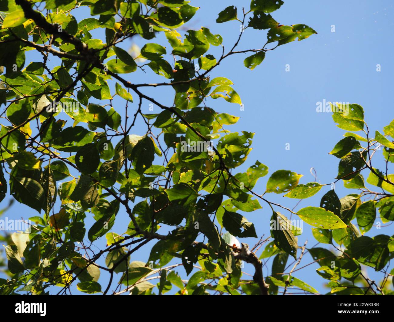 Chinese Hackberry (Celtis sinensis) Plantae Stock Photo - Alamy
