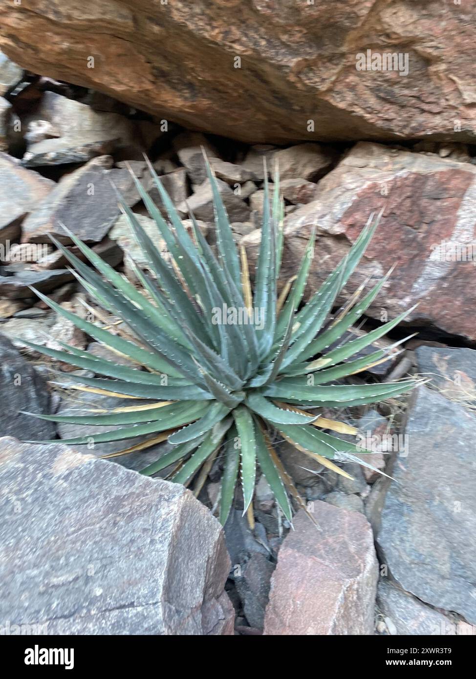Kaibab agave (Agave utahensis kaibabensis) Plantae Stock Photo - Alamy