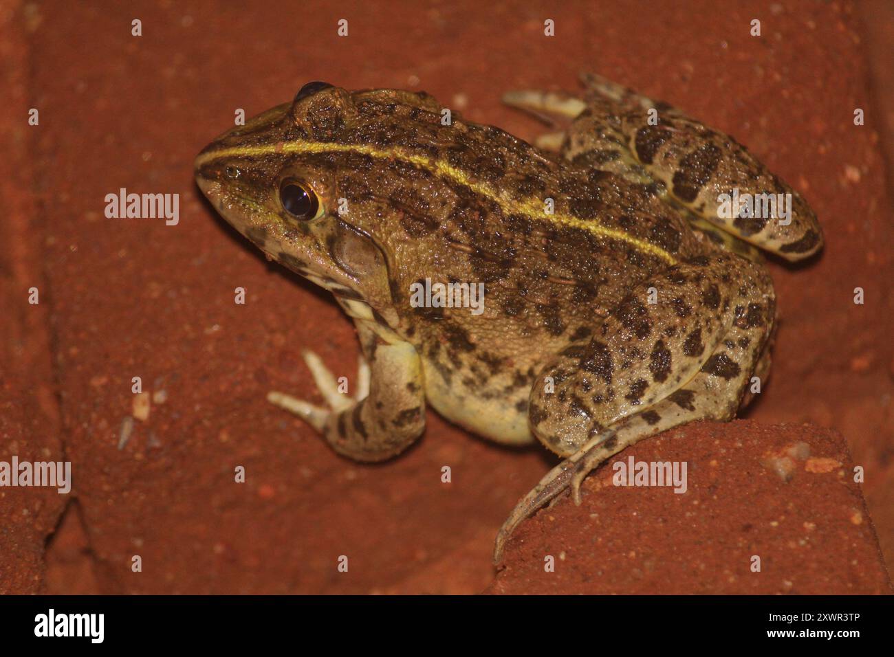 Indus Valley Bullfrog (Hoplobatrachus tigerinus) Amphibia Stock Photo ...