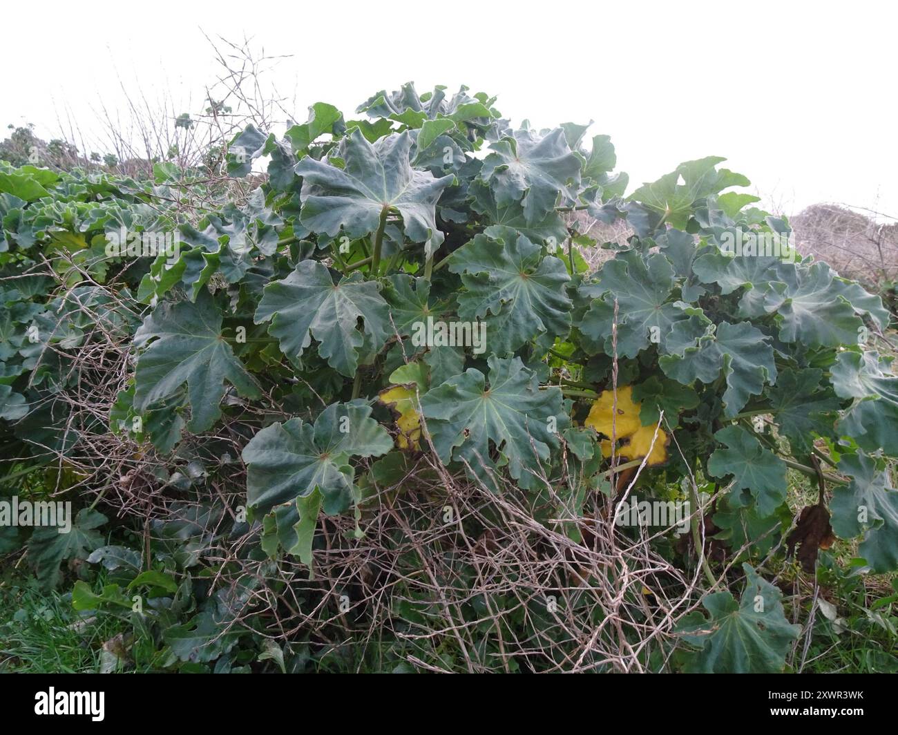 Tree Mallow (Malva arborea) Plantae Stock Photo - Alamy