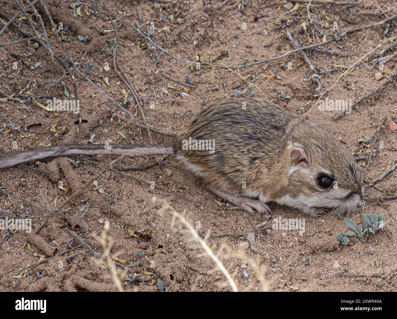 Merriam's Kangaroo Rat (Dipodomys merriami) Mammalia Stock Photo - Alamy