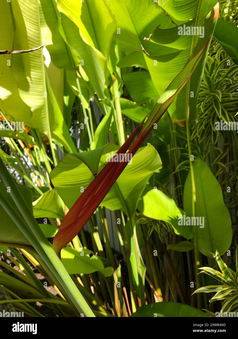 gingers, bananas, and allies (Zingiberales) Plantae Stock Photo - Alamy