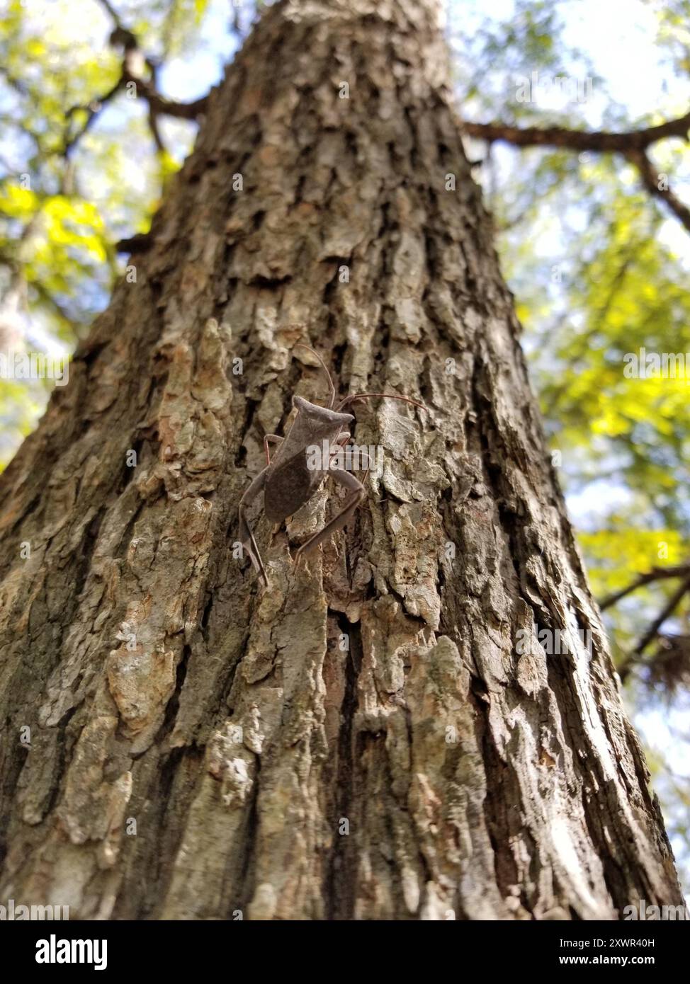Giant leaf-footed bug (Acanthocephala declivis) Insecta Stock Photo - Alamy
