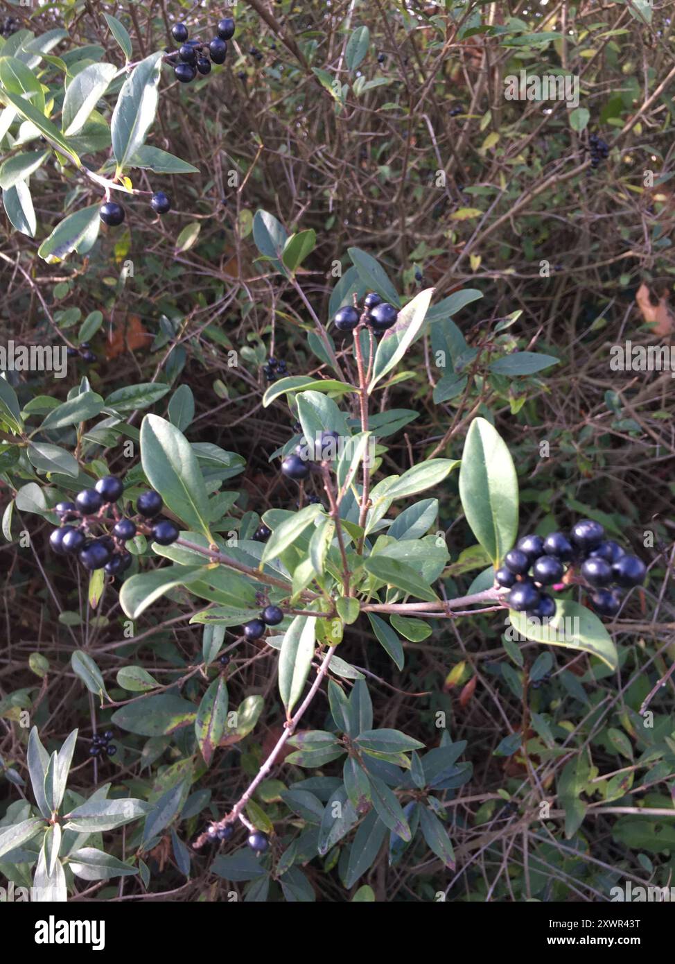 Common Privet (Ligustrum vulgare) Plantae Stock Photo - Alamy