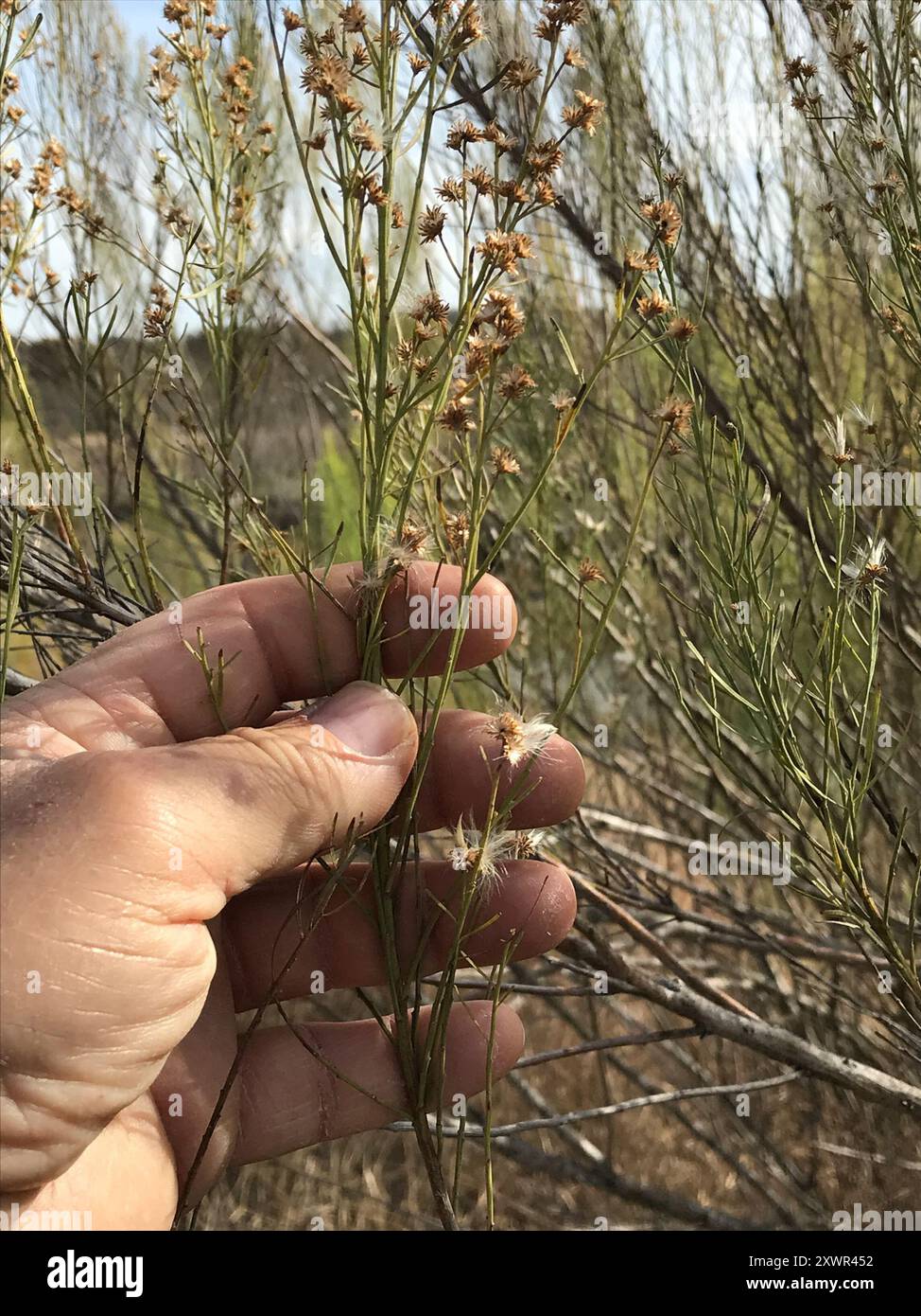 Poverty Weed (Baccharis neglecta) Plantae Stock Photo - Alamy