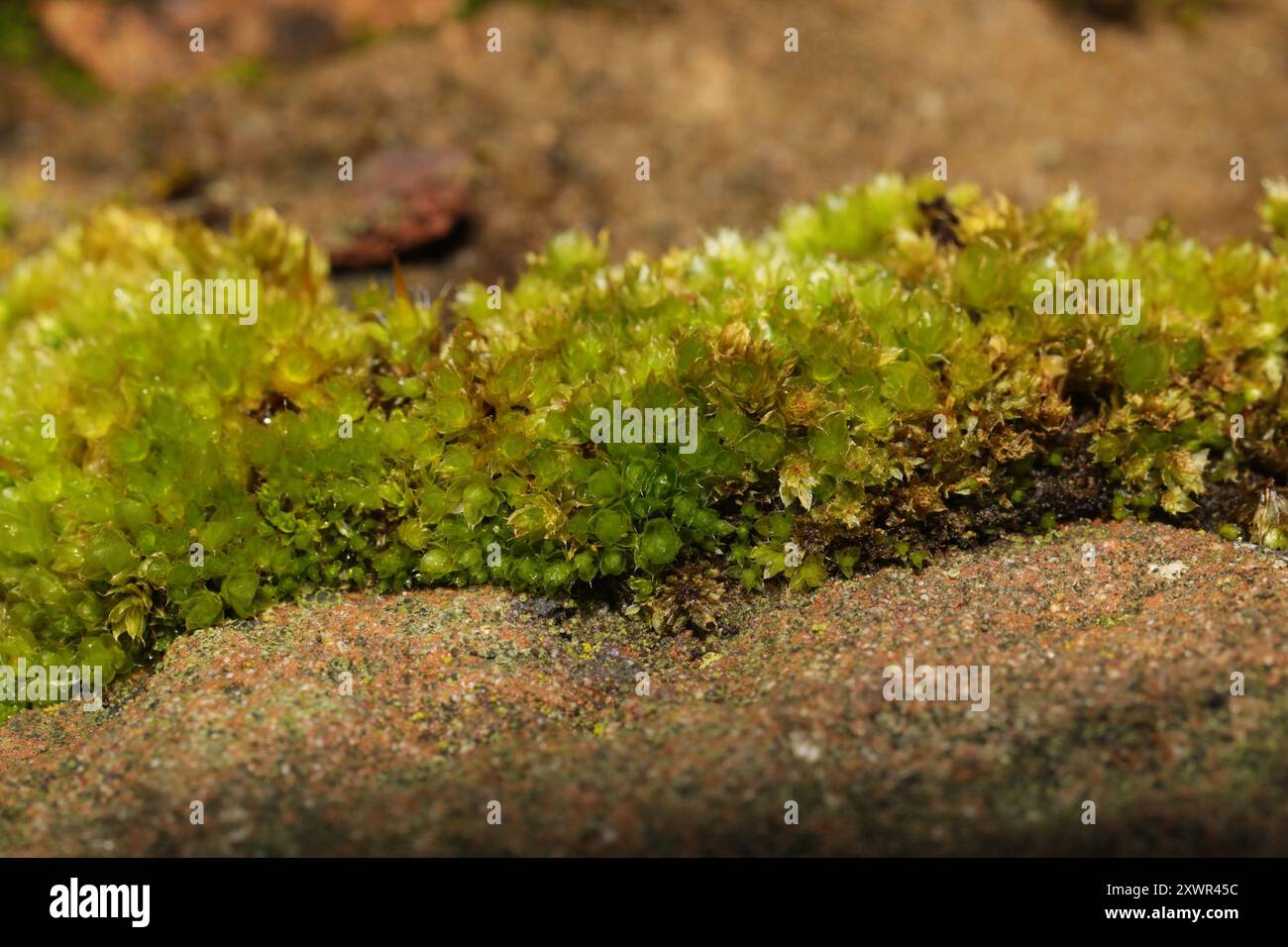 Capillary Thread-moss (Ptychostomum capillare) Plantae Stock Photo - Alamy